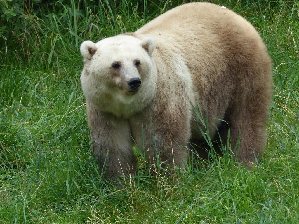 Le pizzly : une naissance due à la fonte des glaces
